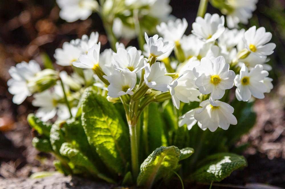 Nurturing Different Primrose Varieties: Sun, Shade, and Watering Tips